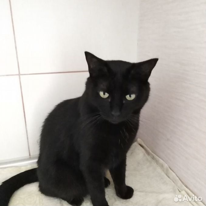 Жизнь у кота одна и так мало времени для радости