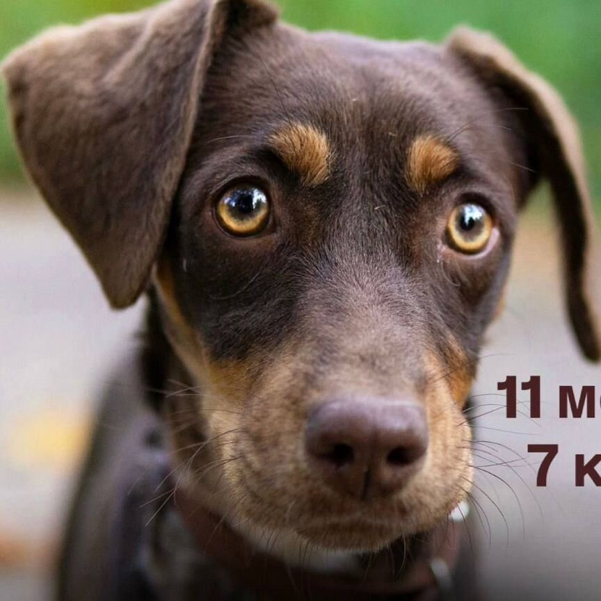 Взрослая собака в добрые руки