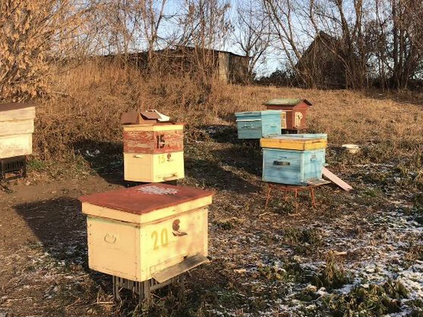 Улья для пчел бу Сушь