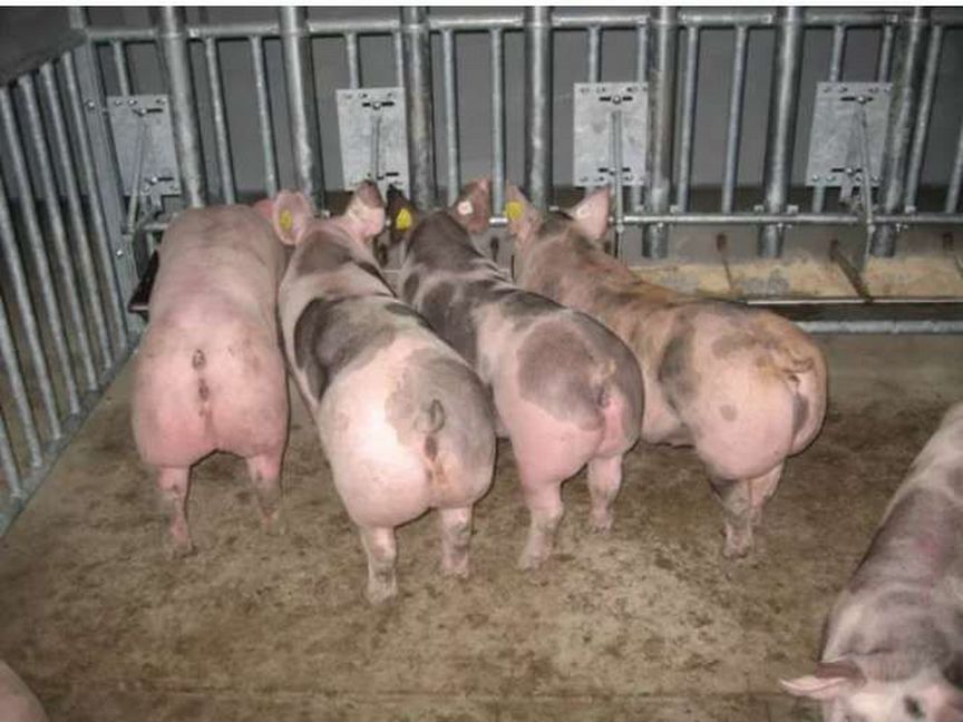 Семя хряка для лпх