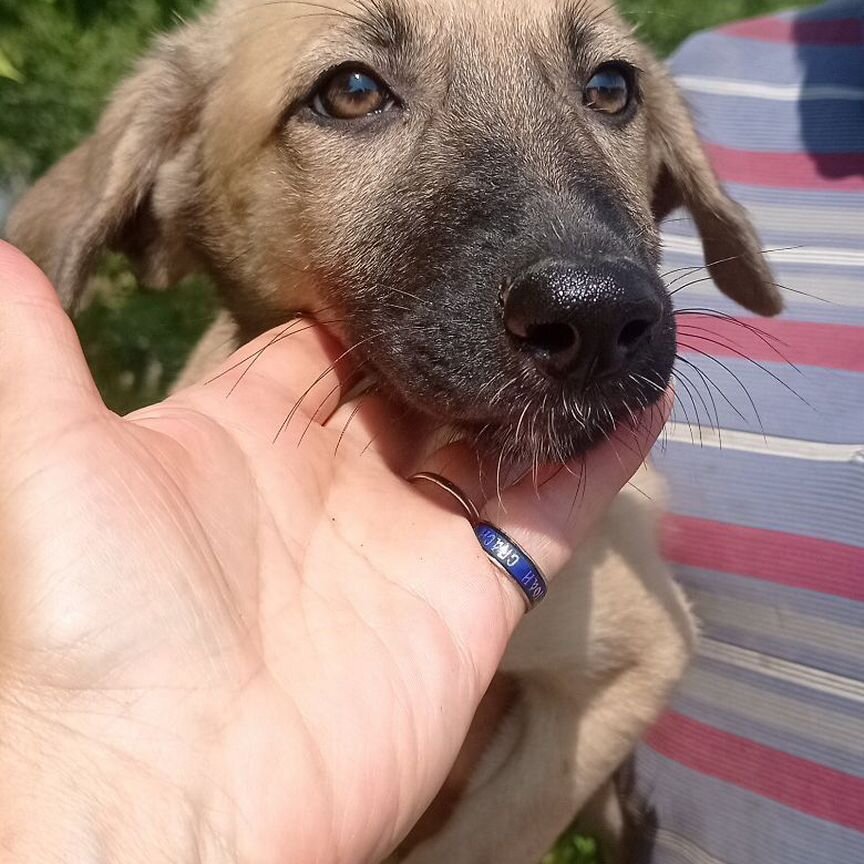 Щенуля для охраны,4 месяца