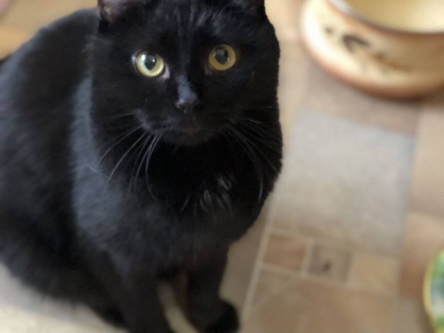 Кошечка Карамелька