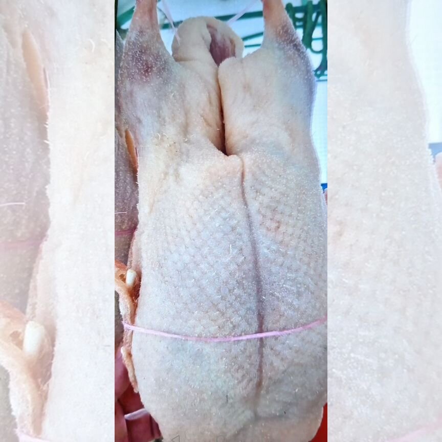 Утка домашнее