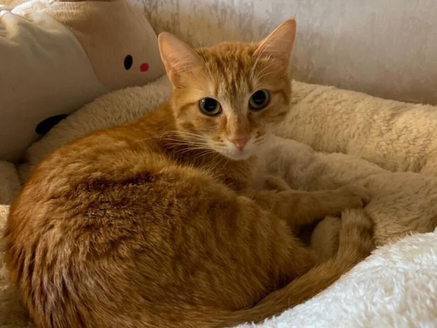 Кошка в добрые руки