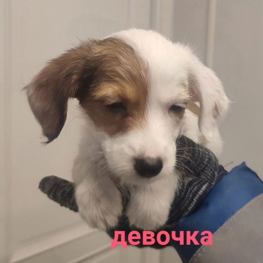 Подопечные приюта