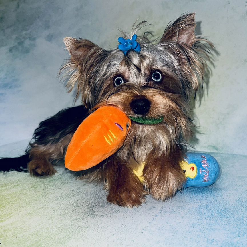 Голубоглазый мальчик