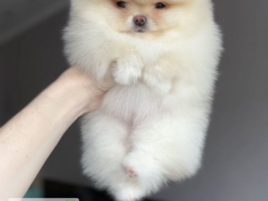 Мини померанскиц шпиц мальчик