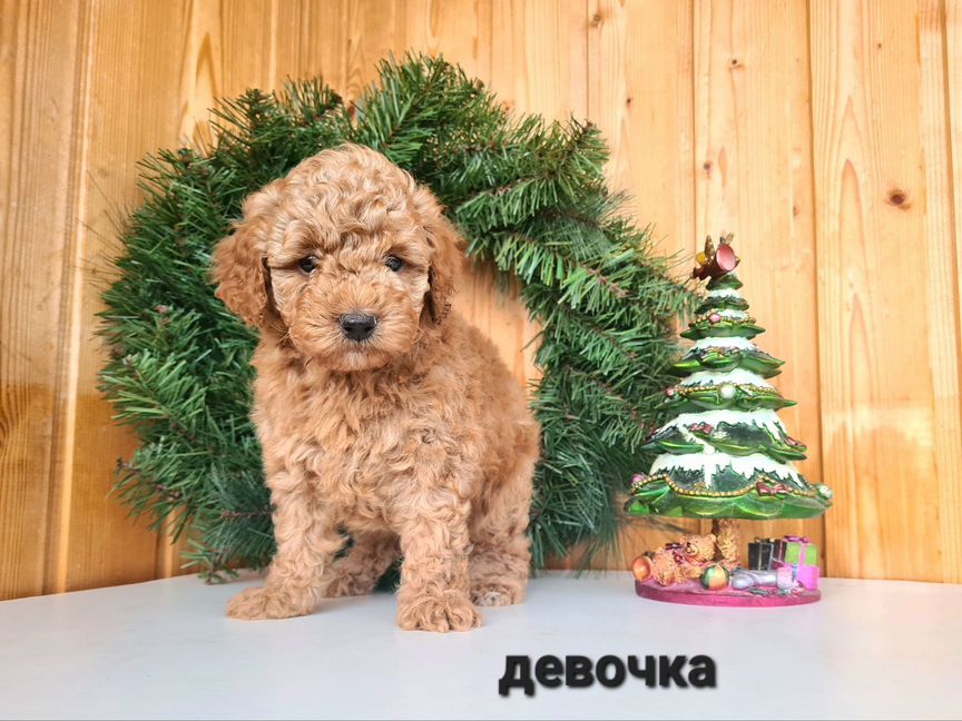 Миниатюрный пудель мальчики и девочки