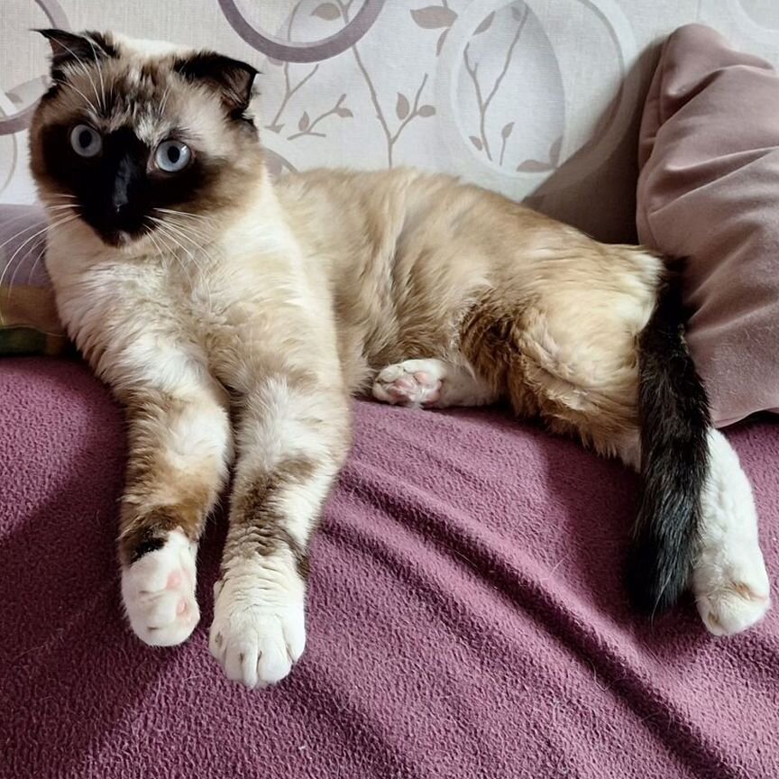 Тайская кошка, взрослая