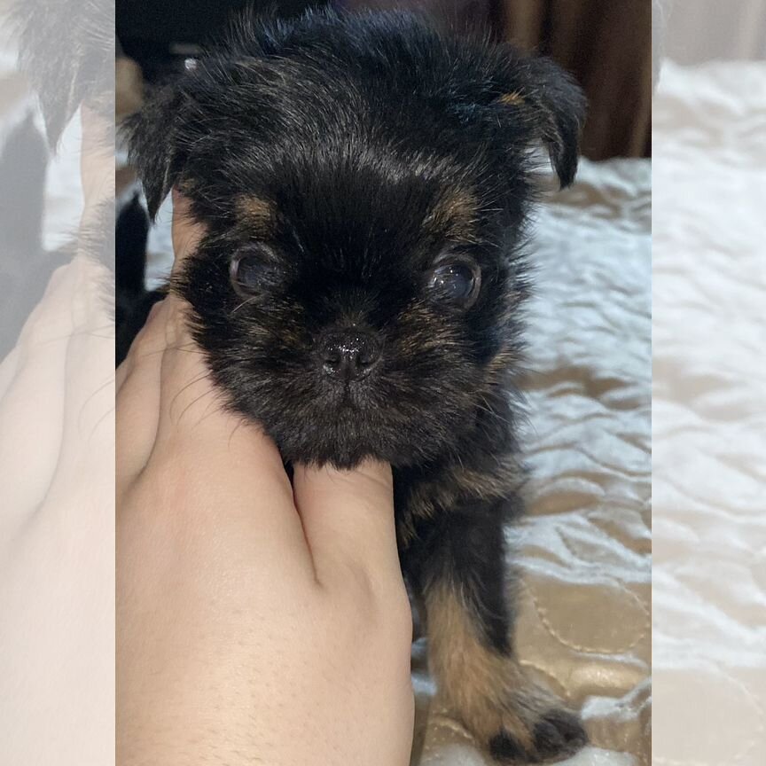 Бельгийский гриффон, щенок