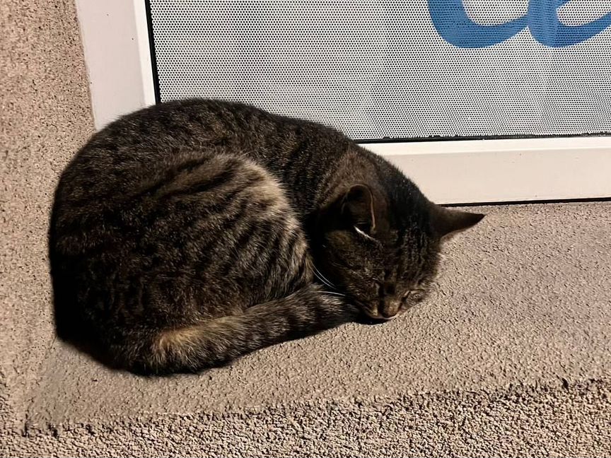 Кошка в дар