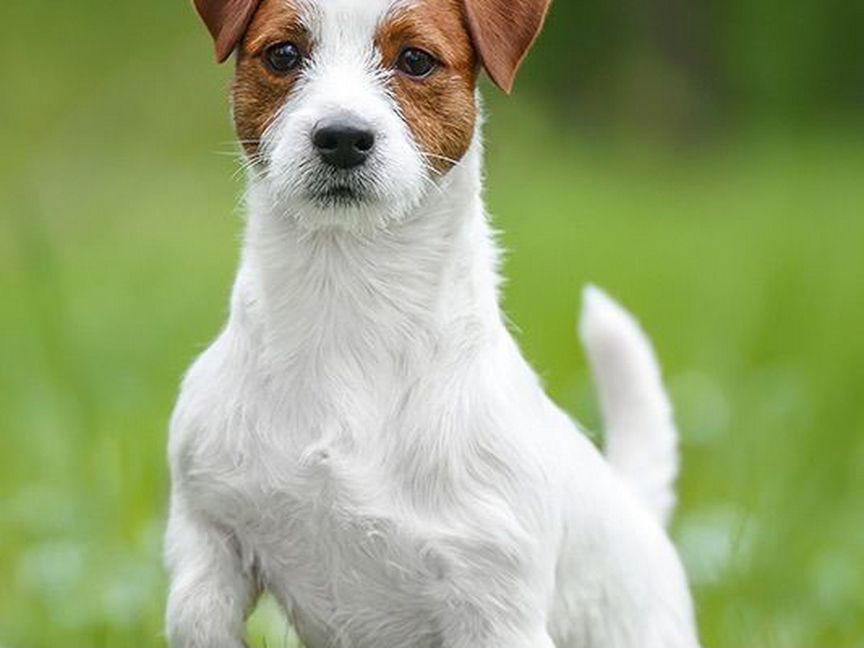 Джек рассел терьер