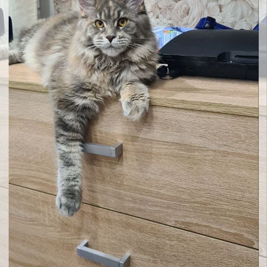 Мейн-кун котёнок