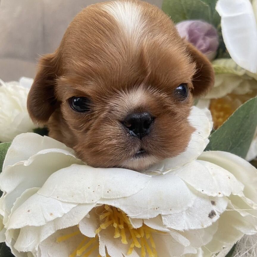 Кавалер кинг чарльз спаниель девочка Казань