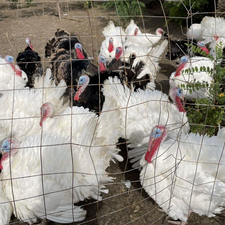Индюки бройлеры широкогрудые