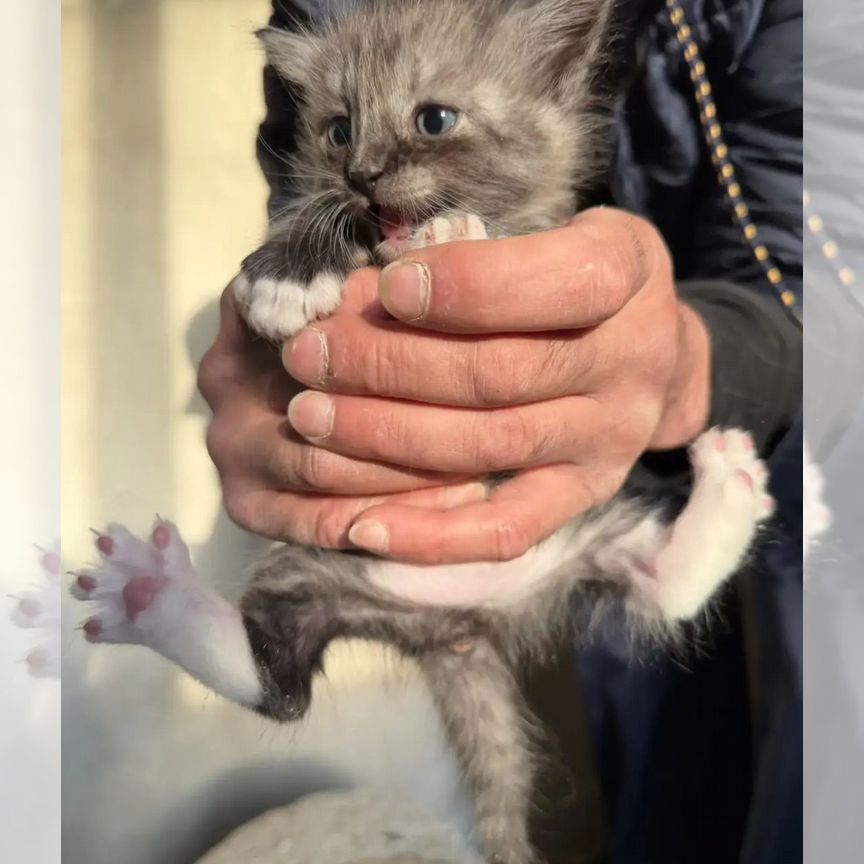 Котёнок в добрые руки