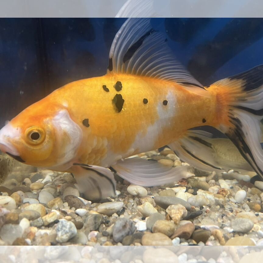 Золотая рыбка Комета