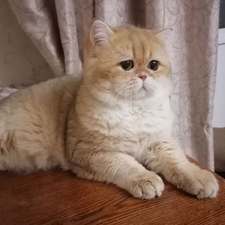 Британский короткошёрстный, взрослый кот