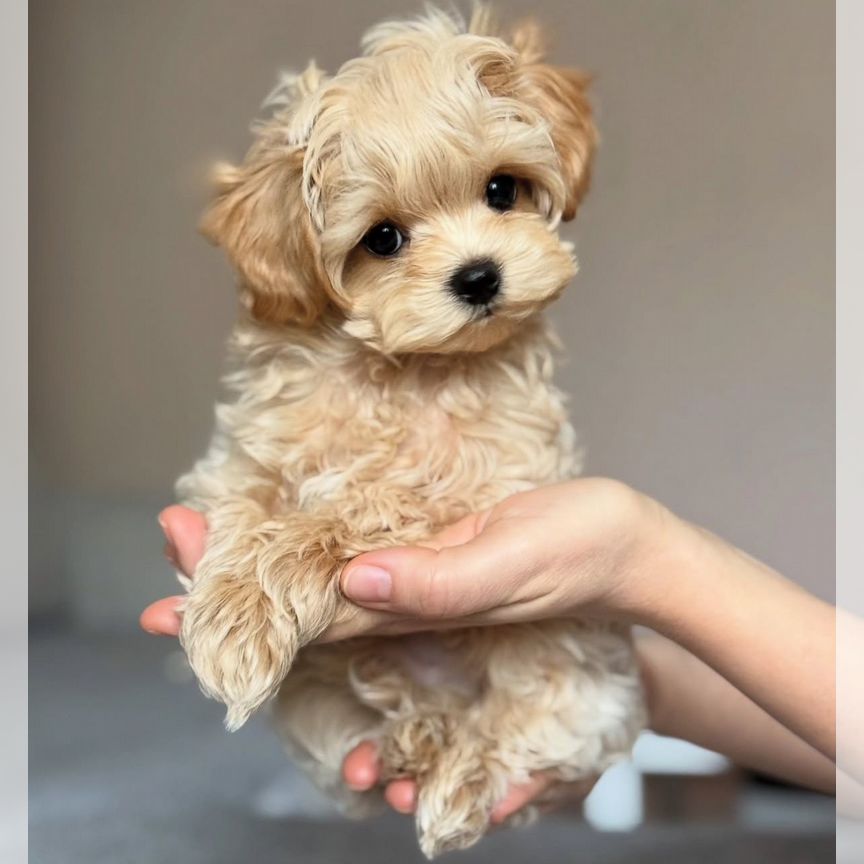 Мальтипу, щенок