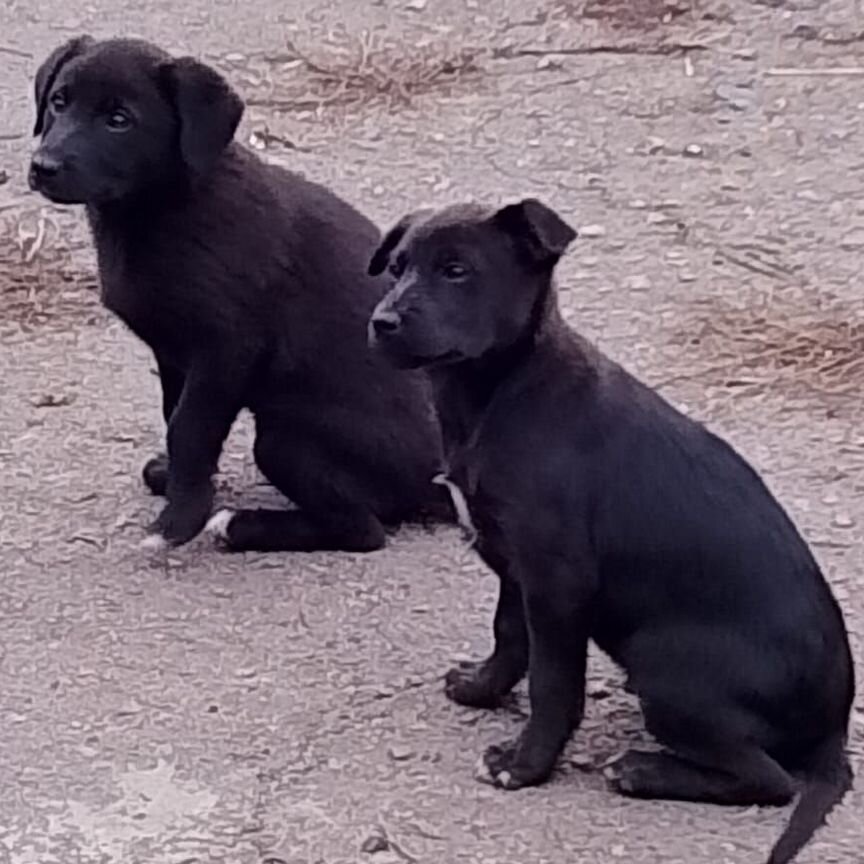 Щенок в добрые руки