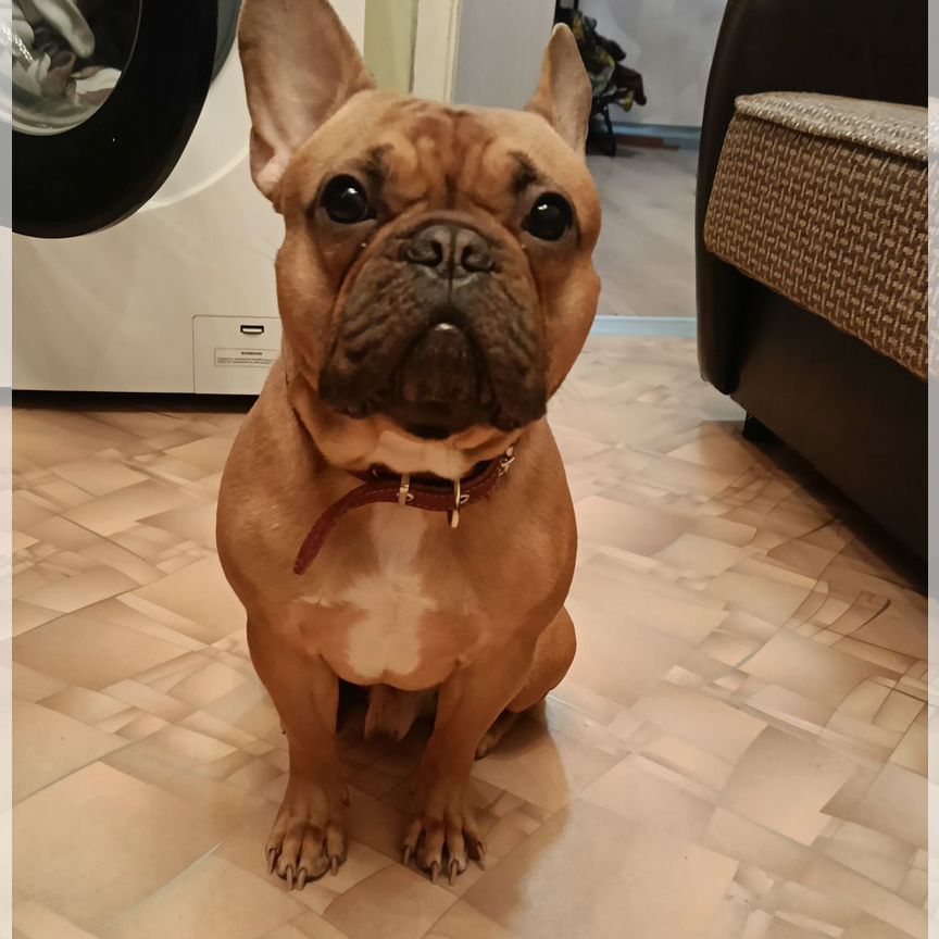 Вязка француз