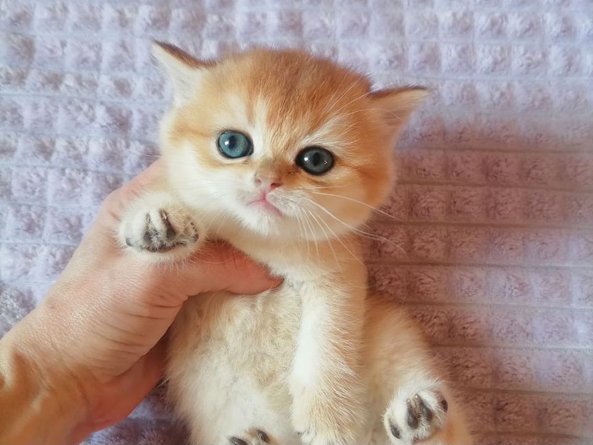 Британская золотая шиншилла