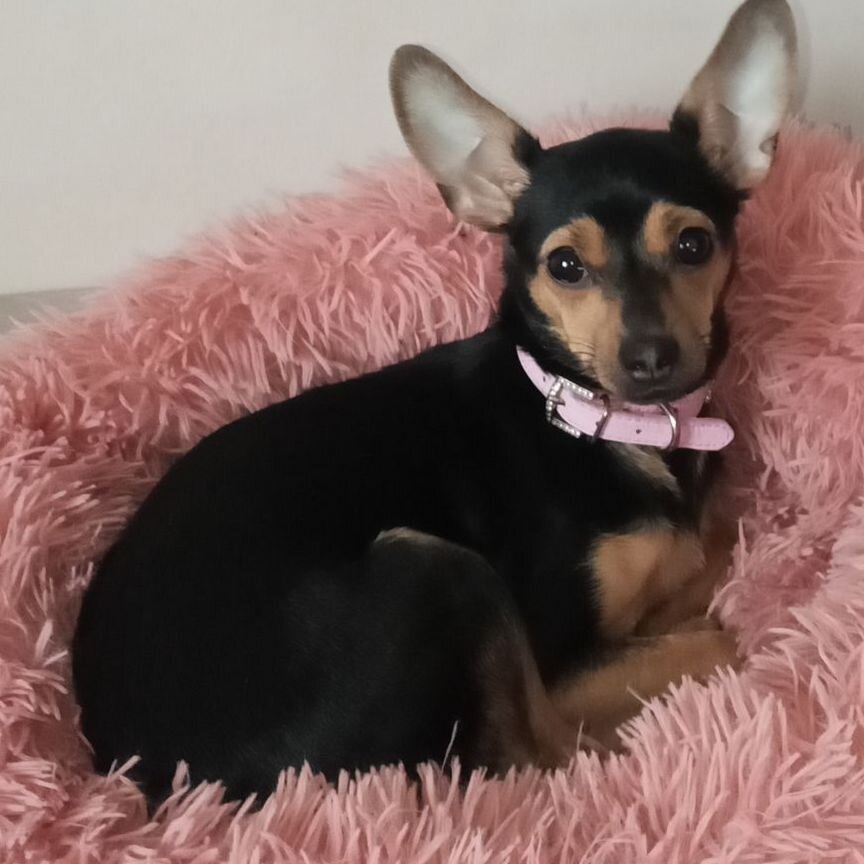 Русский той-терьер, щенок