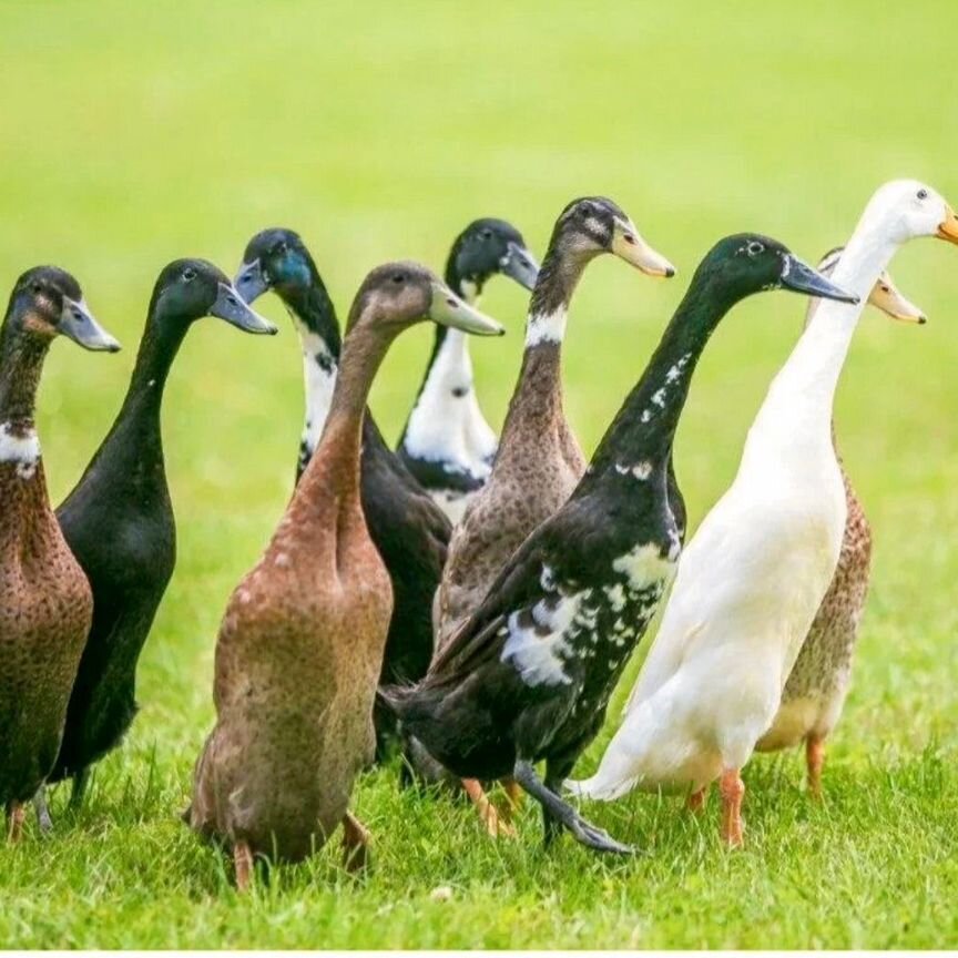 Индийский бегунок