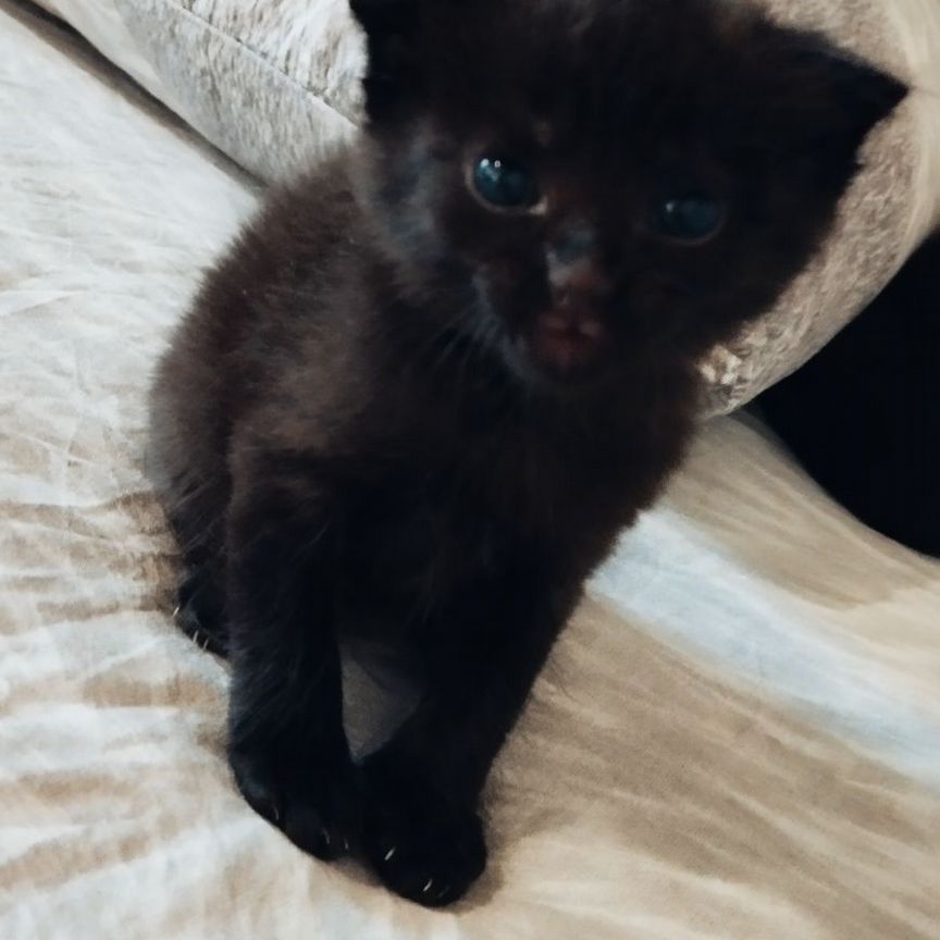 Котёнок в добрые руки