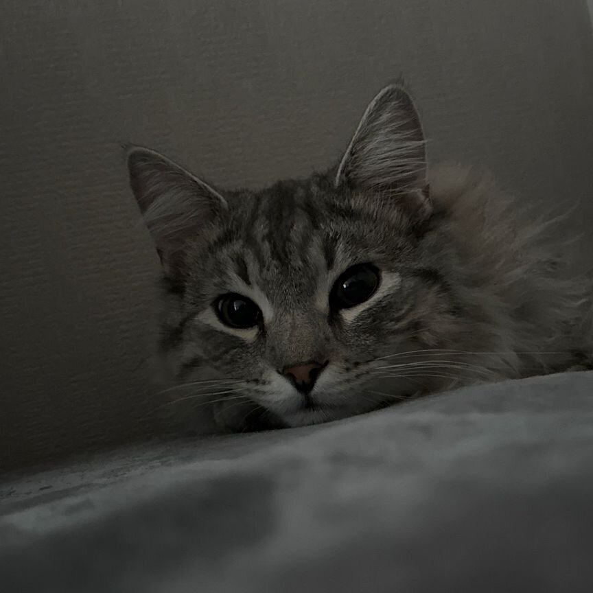 Кот, мейн-кун и шотланка