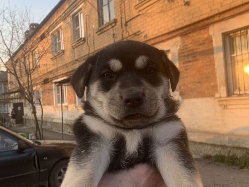 Кутята в добрые руки