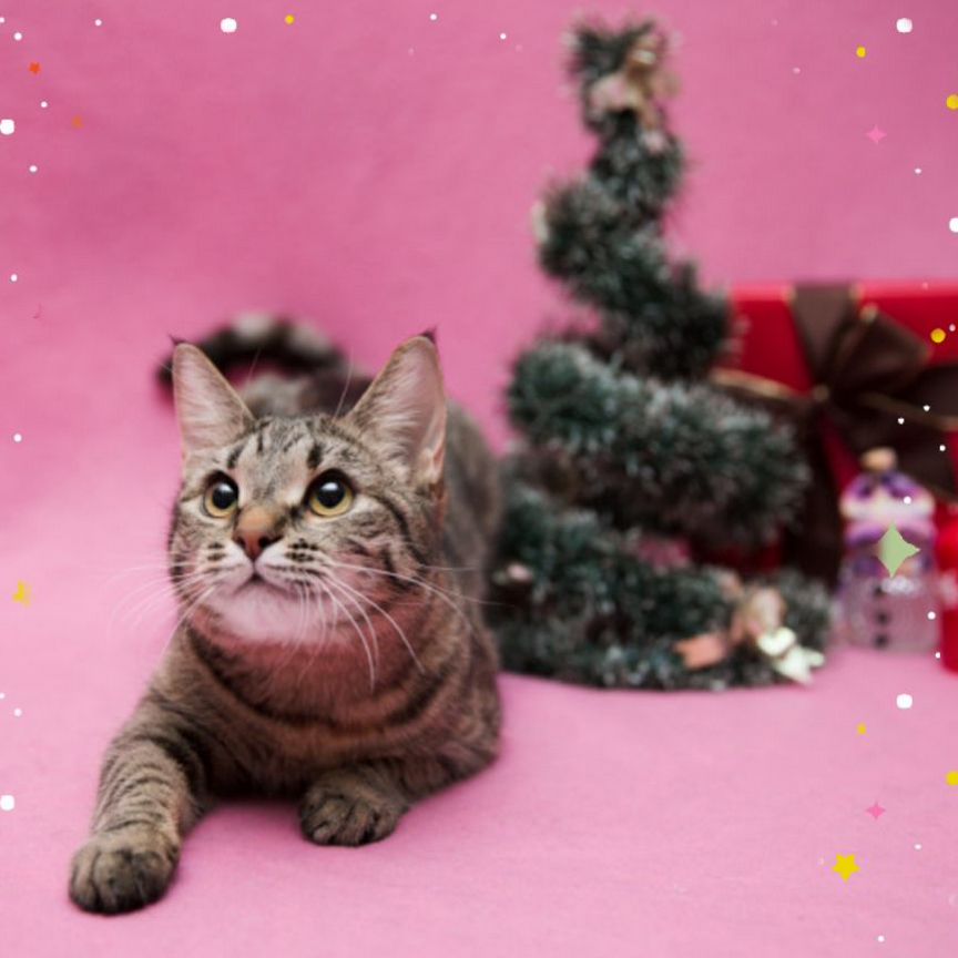 Кошка Джина, 2 года