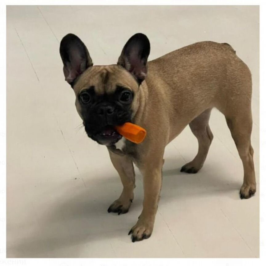Французский бульдог