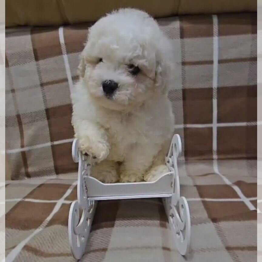 Бишон фризе, щенок