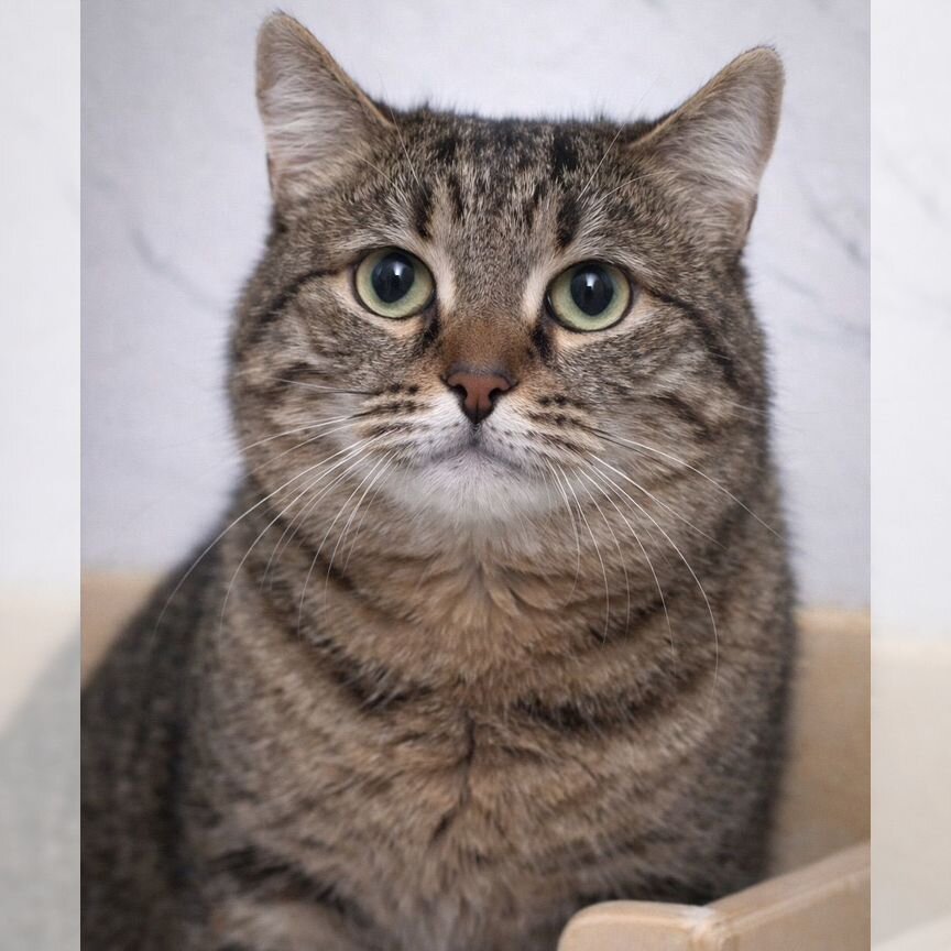 Взрослая, кошка в добрые руки