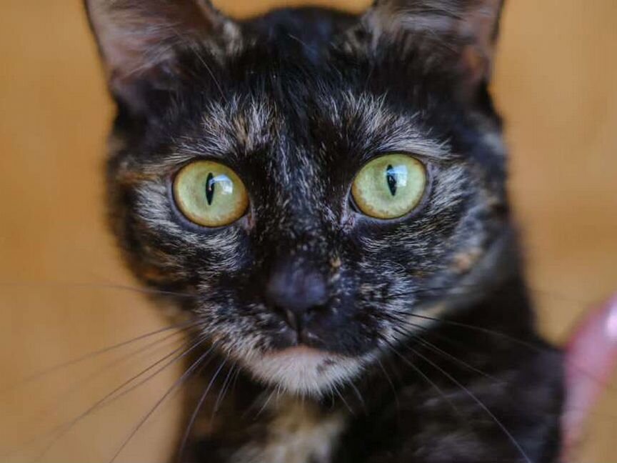 Асти, кошечка в дар