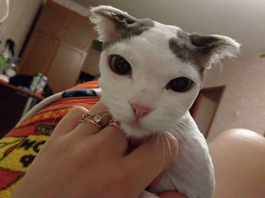 Кот