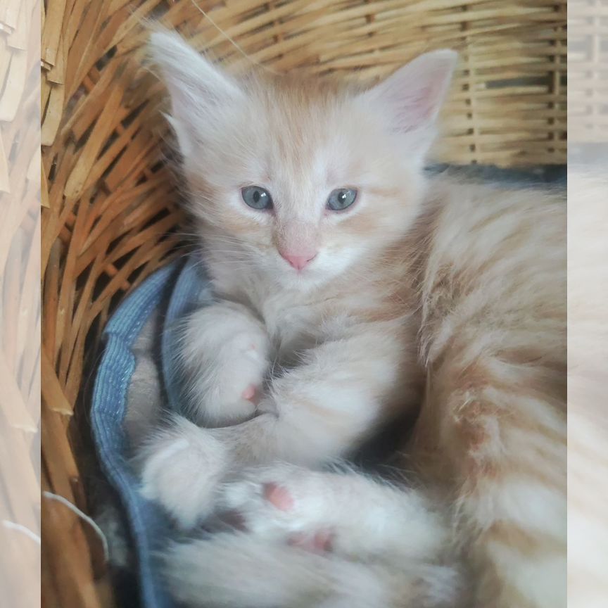Котята мейн-кун метисы 23.08.25 гр
