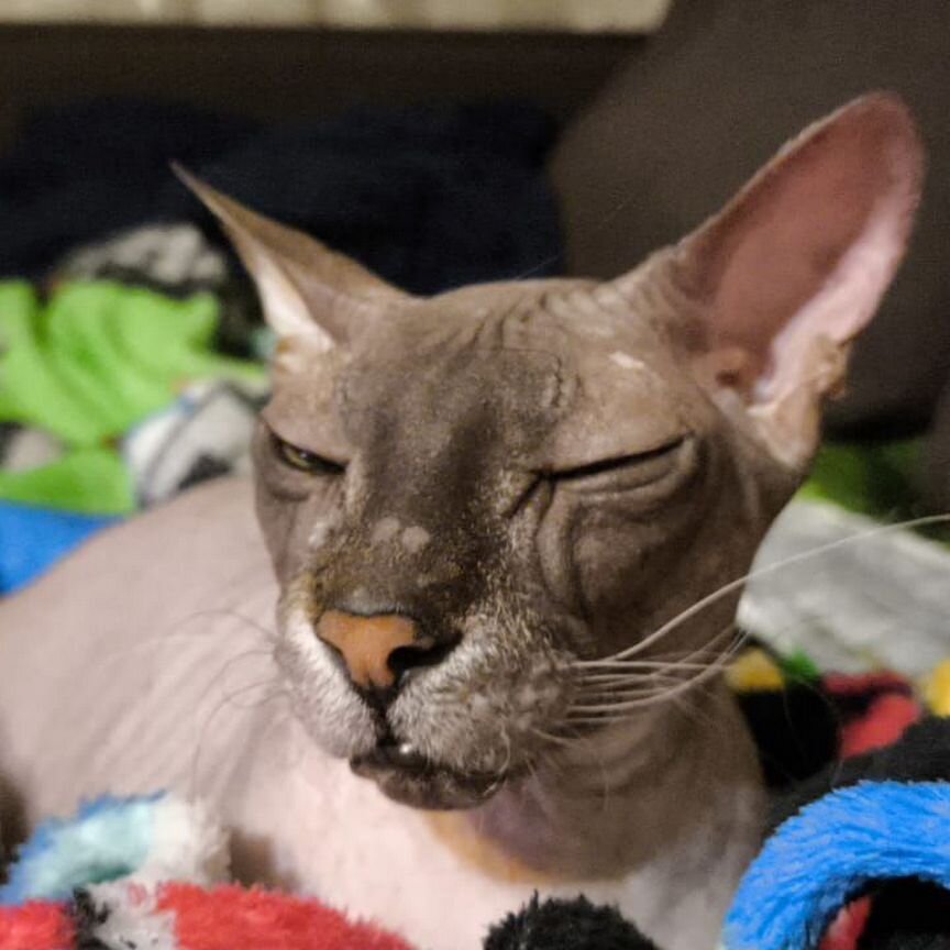 Кот