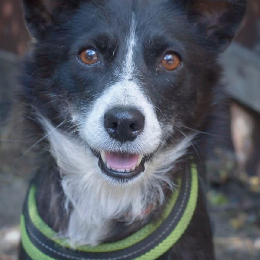 Небольшая собака в добрые руки