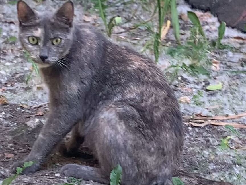 Черепаховая кошечка очень нуждается в доме