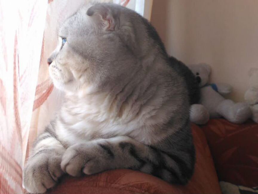 Шотландский кот вязка