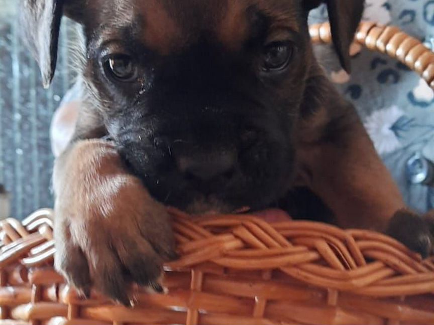 Щенки кане корсо