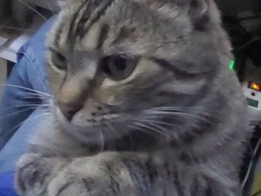 Ласковая кошечка ищет дом