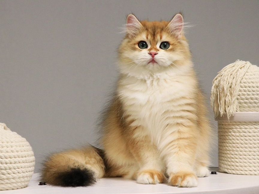 Британская длинношерстная золотая шиншилла, кот