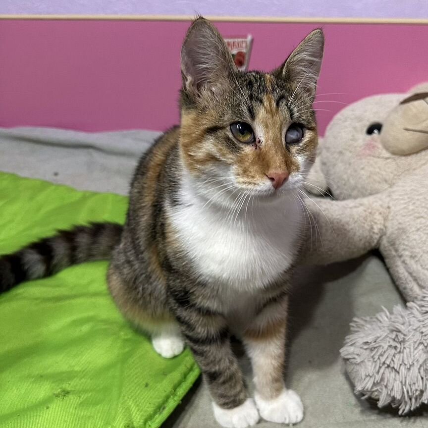 Котенок с плохим зрением кошка