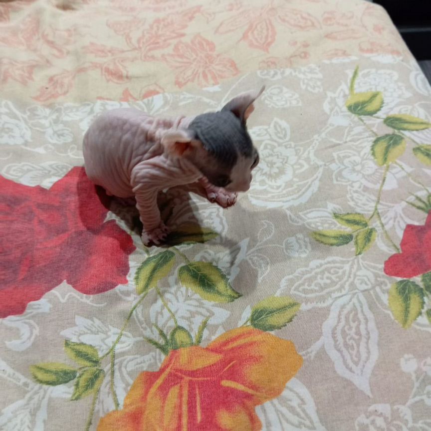 Донской сфинкс