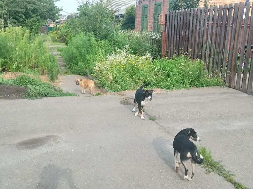 Маленькие собачки щенята
