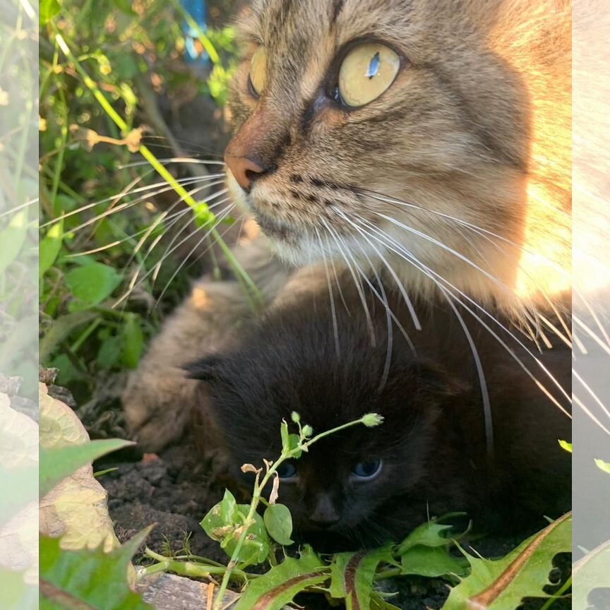 Отдам котенка в добрые руки