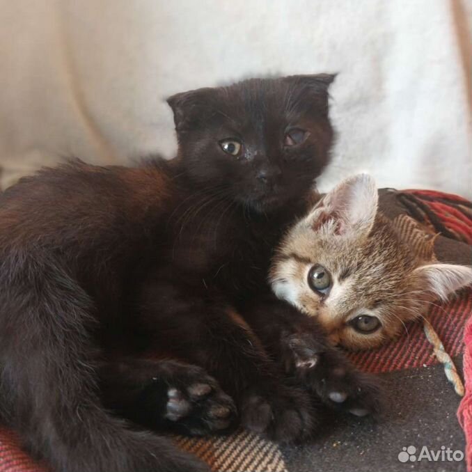 Котята полупородистые